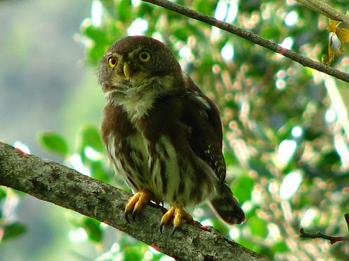 TECOLOTE TAMAULIPECO : tecolote tamaulipeco