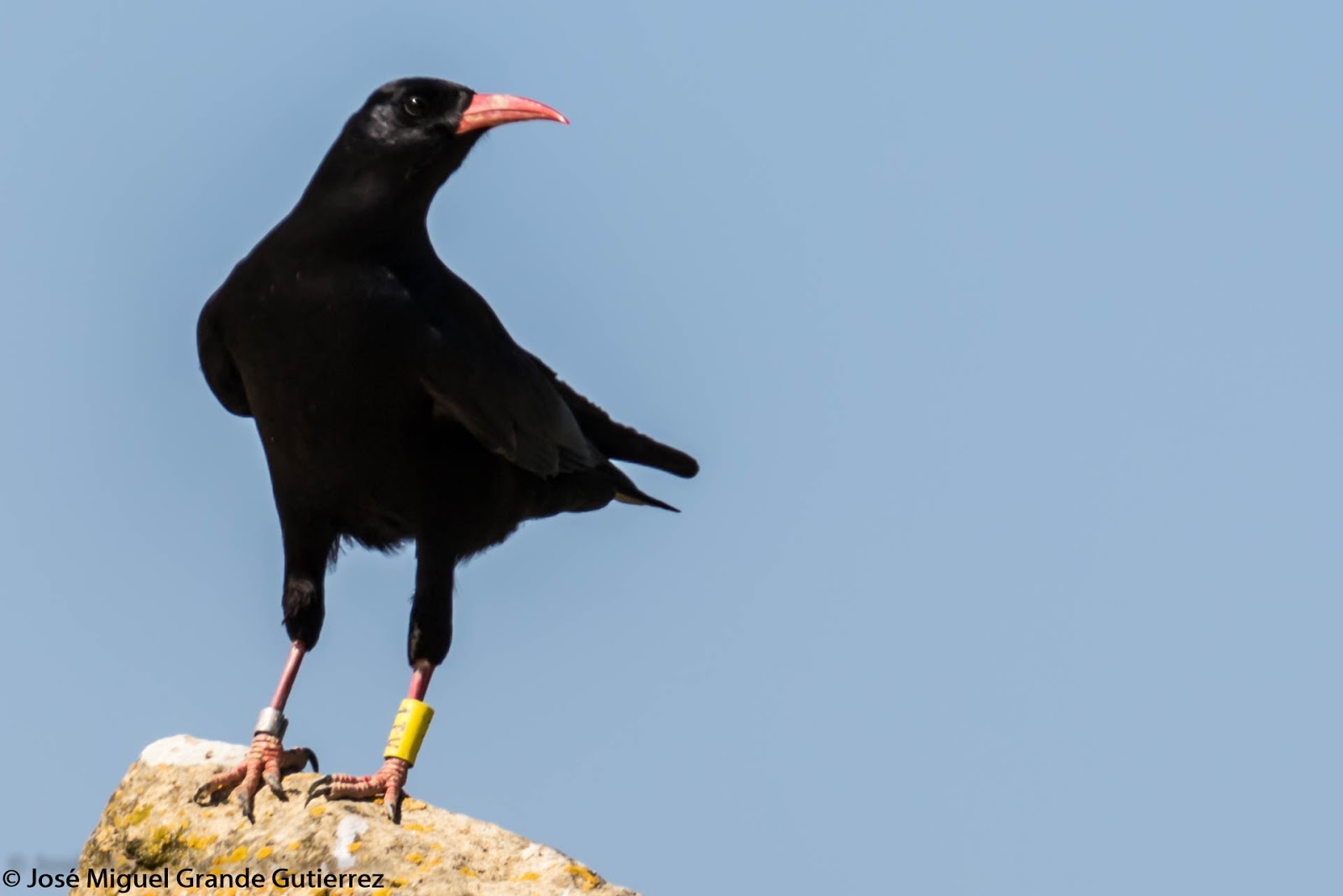 AVECEDARIO2016-UN MUNDO MARAVILLOSO: Chova piquirroja(Pyrrhocorax ...