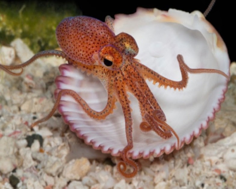Species New to Science: [Cephalopoda • 2020] Octopus jeraldi • Octopods ...
