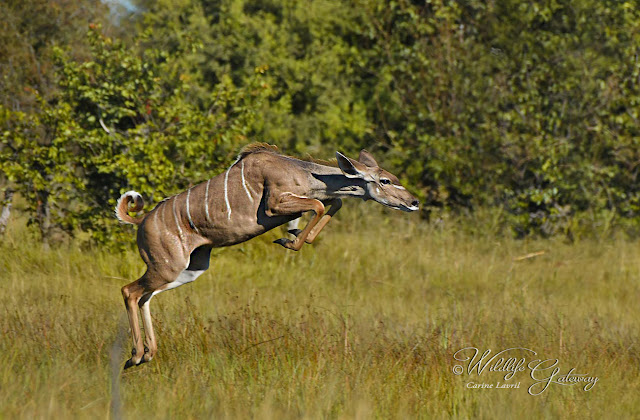 The Greater Kudu | Focusing on Wildlife
