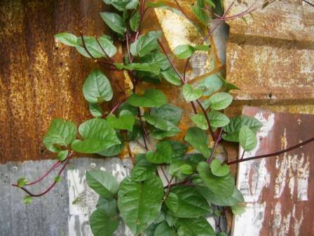 Health Benefits of Alugbati (Malabar Spinach): The Many Health Benefits ...