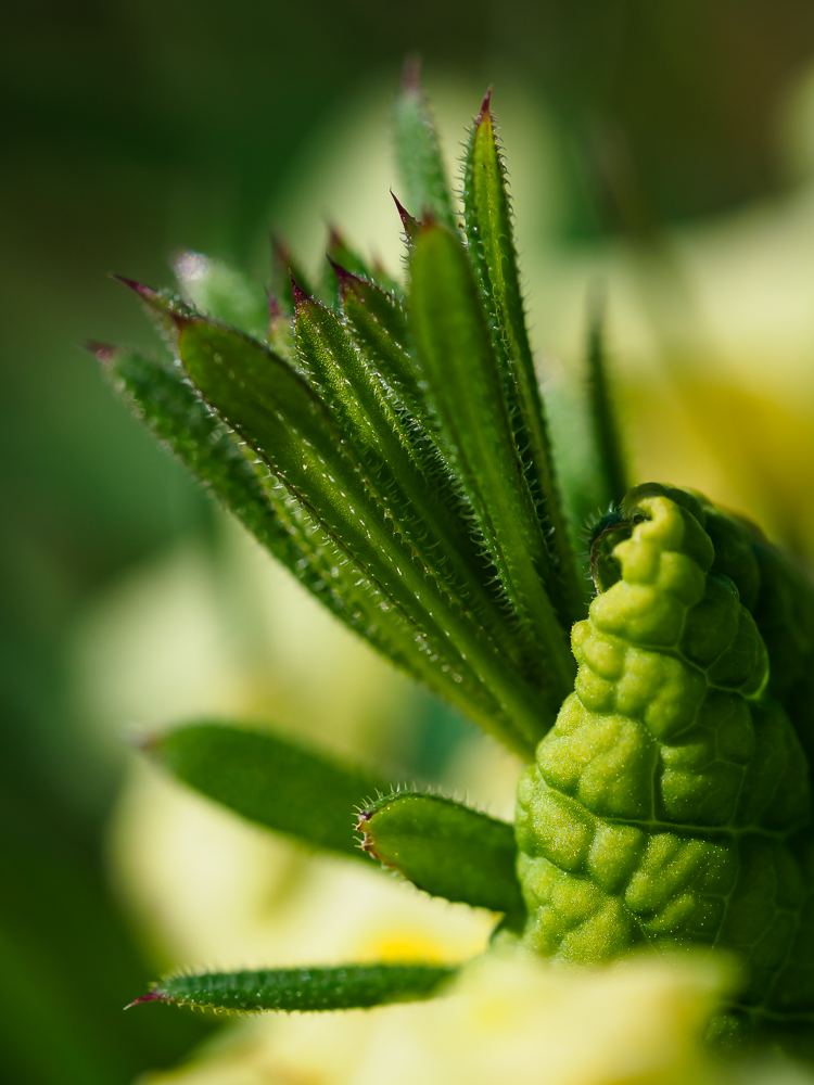 P.J. Horrell Photography