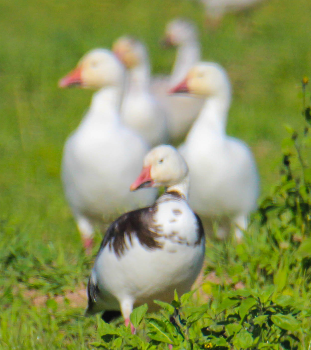 Cannundrums: Lesser Snow Goose - Blue Morphs and Other Variations