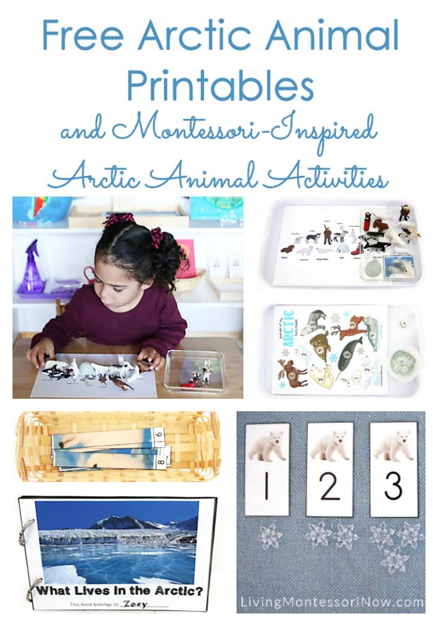 Arctic Animals For Kids Activities