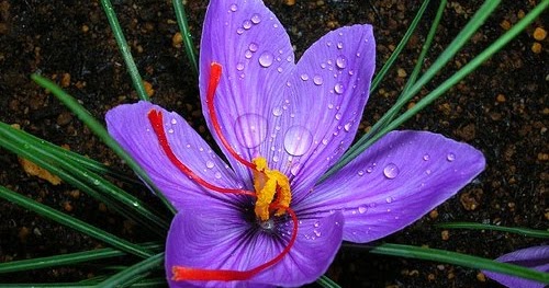 UMMAH MADANI: Keistimewaan Za'faran Yang Perlu Kira Tahu