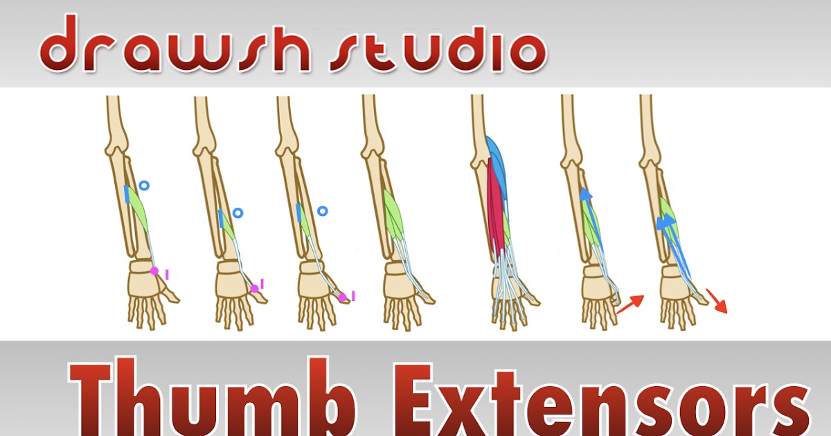 Drawsh: The Thumb Extensors