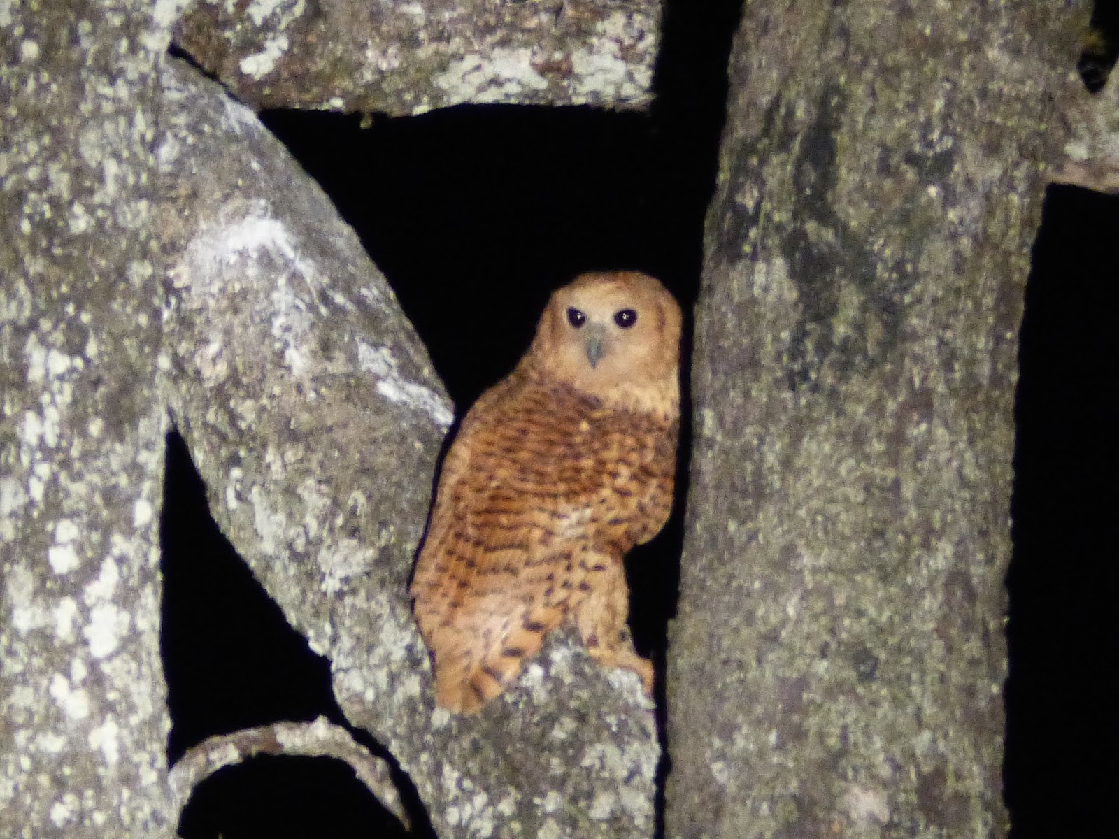 Tales from the bush: Pel's Fishing Owl