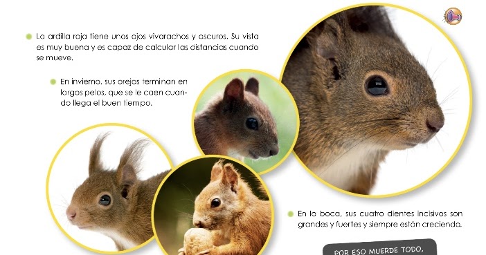 “LAS ARDILLAS”: ACTIVIDADES DEL 4 AL 8 DE MAYO