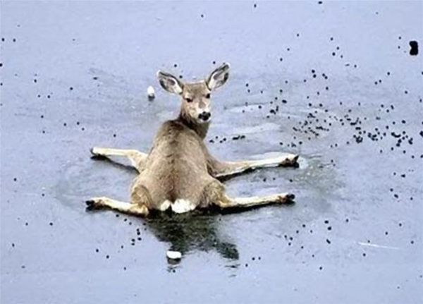 Funny Deers Photos 2011 | All Funny