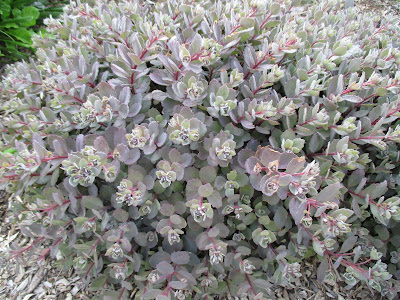 Rotary Botanical Gardens - Hort Blog: Headed for Our Best Year Yet!