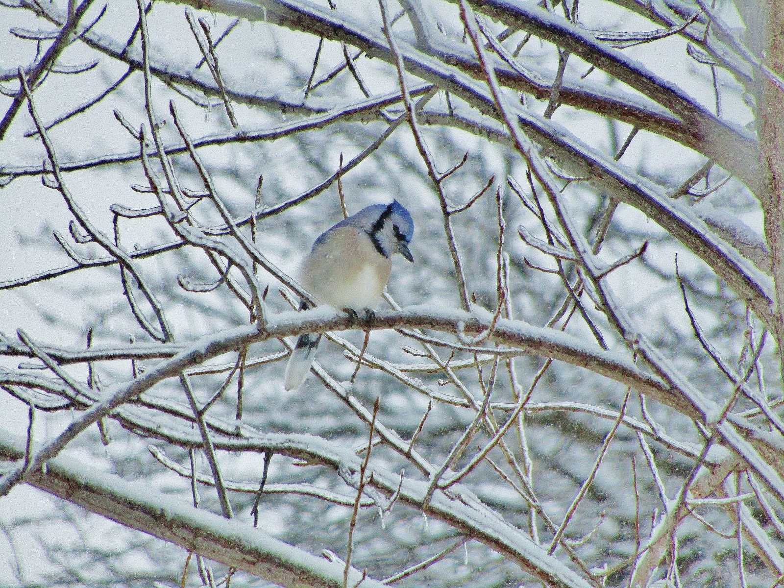 For The Joy of Nature