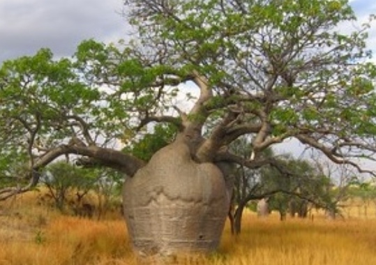 Manfaat Kayu Kokka Bagi Kita - Wong Gunong