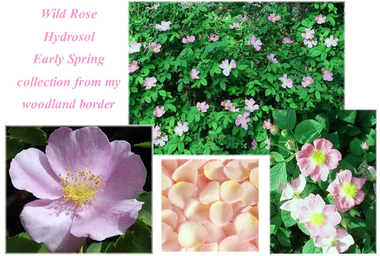 Soapsmith's Blog: Distilling Herbs