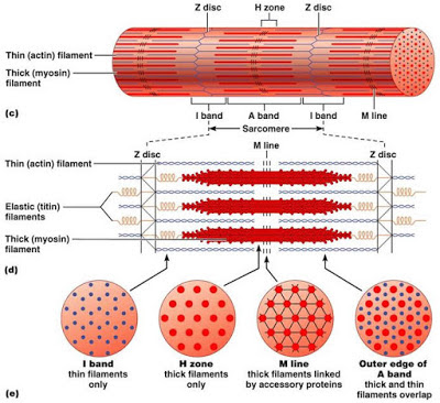 REGENESIS OF ERIE: Muscle Contractions