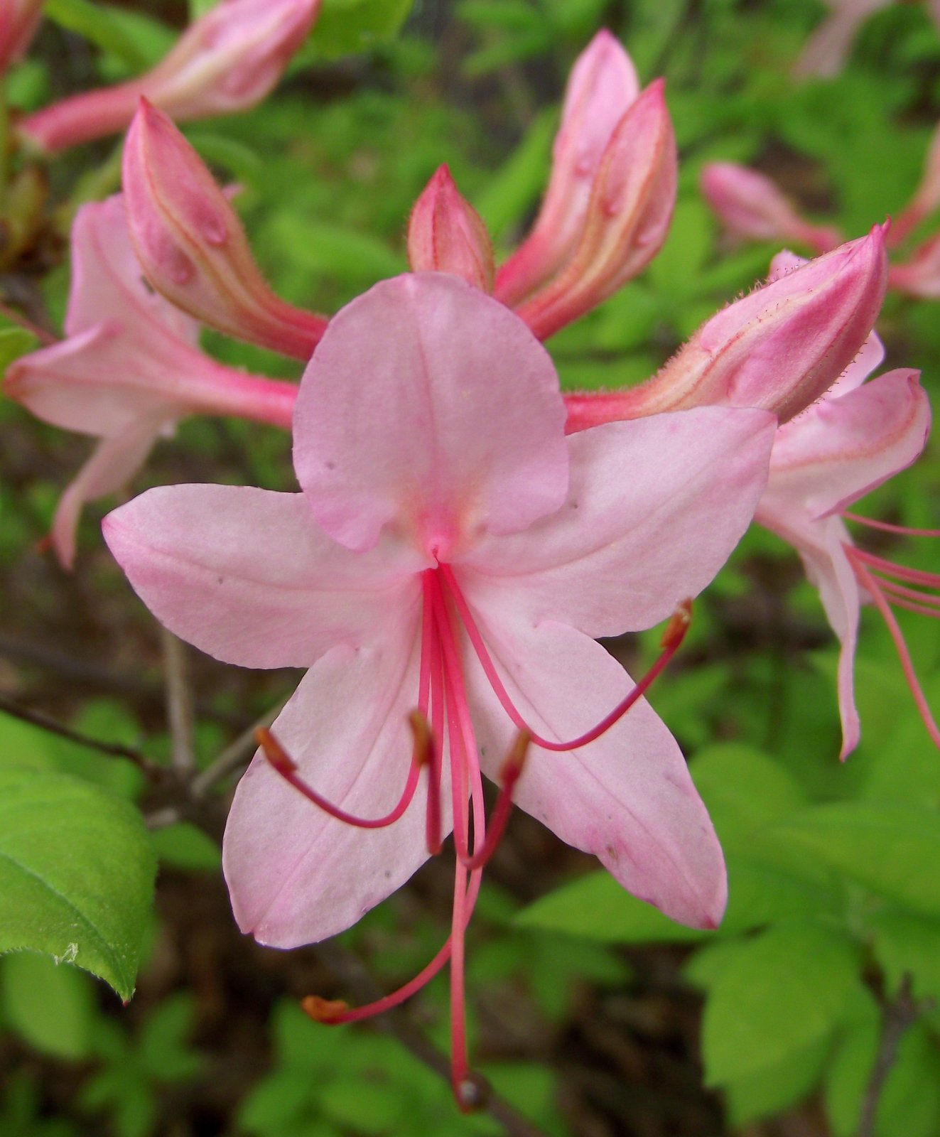 Wild Bee: Wild Pink Azalea