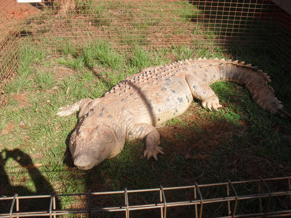 Cape York Adventure 2011: Croc Tent