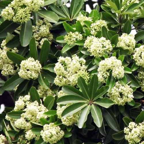 Pala Tree Associated Yakshi – Ghosts In Kerala | Hindu Blog