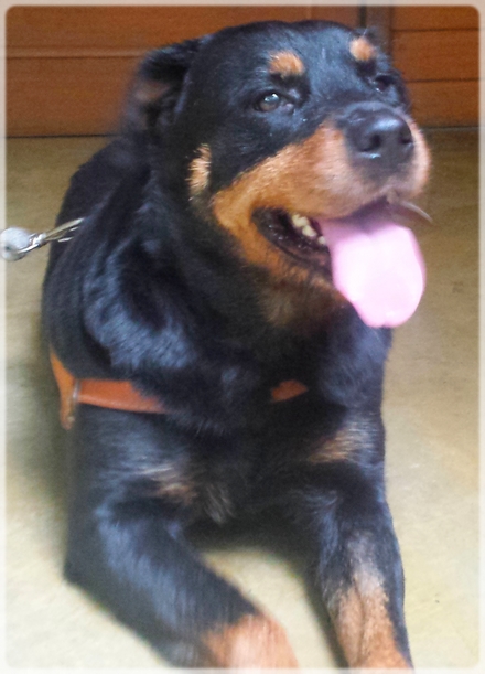 Animais para Adoção - SP: Conheça Pandora, uma linda rottweiler que ...