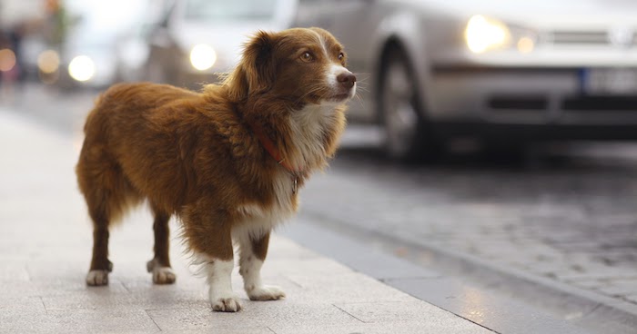 ARANI EN EL SALVADOR: Perro extraviado - Tips para busqueda