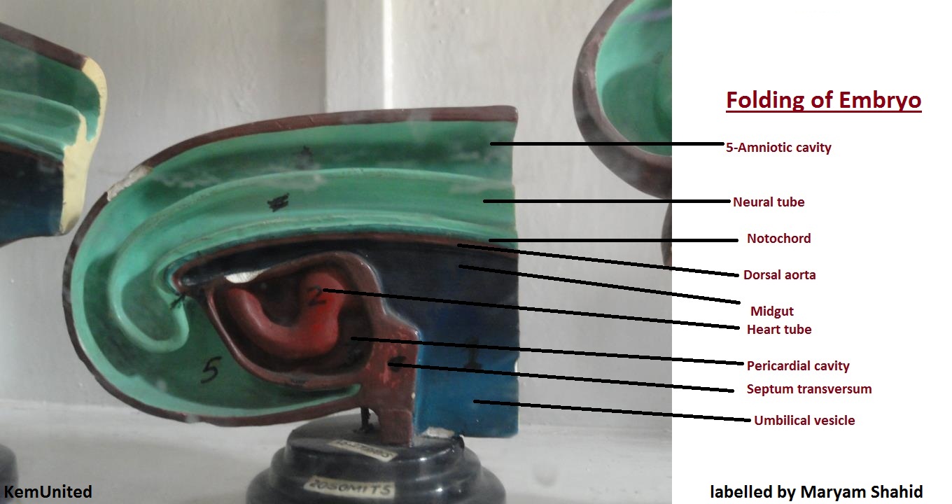 Embryology Models 2nd Year (labelled)