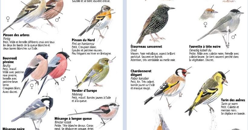 French Vocabulary Illustrated: volatile
