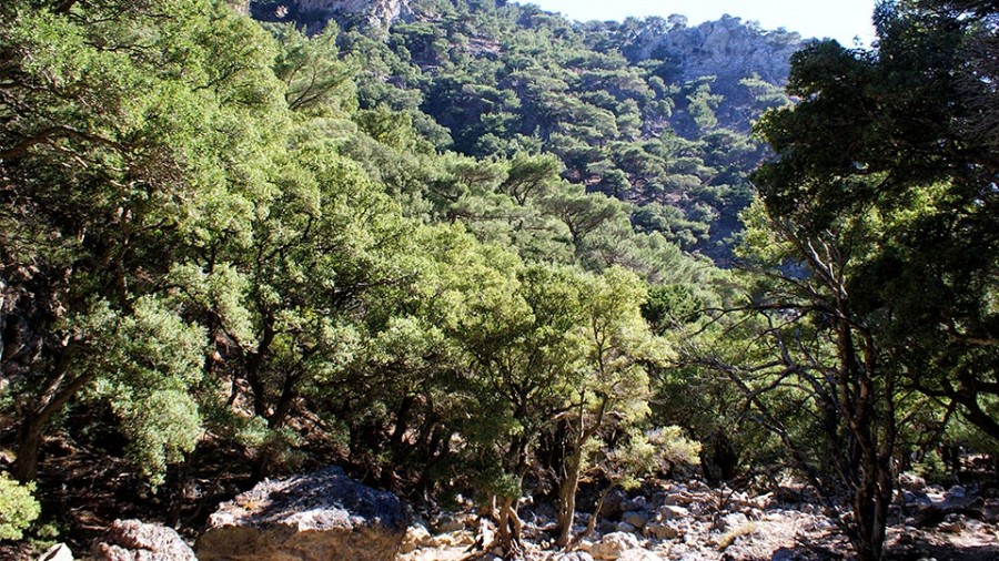 Rouva Forest and Gorge- Crete
