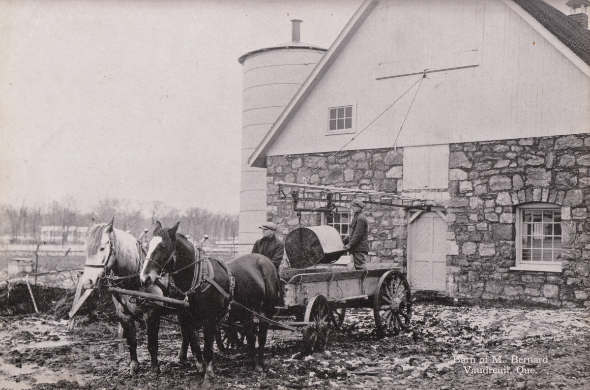 Lachine Peas: Quebec Dairy Barns circa 1930