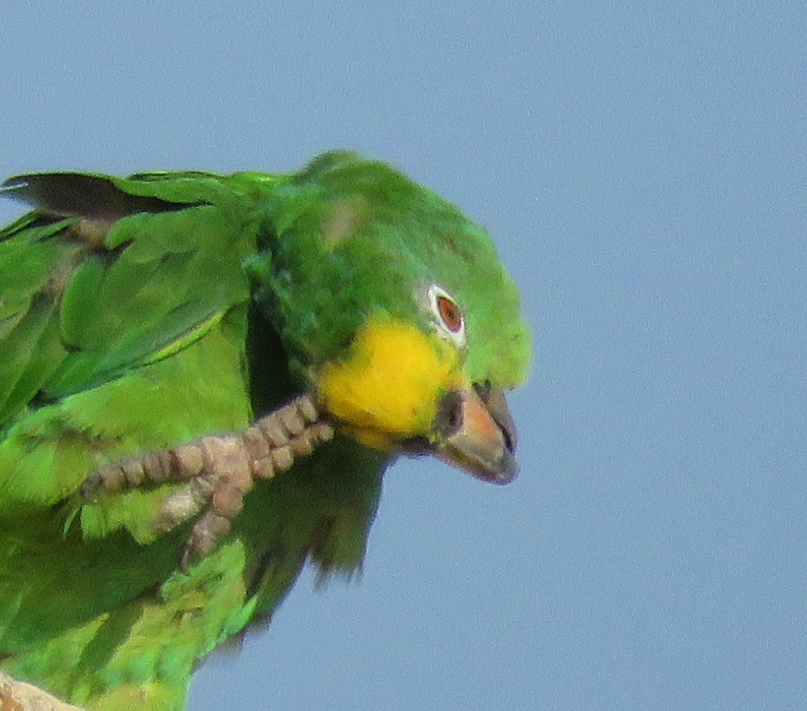 AVES DE VENEZUELA Y EL MUNDO pedro romero ramos: Loro Guaro (Amazona ...