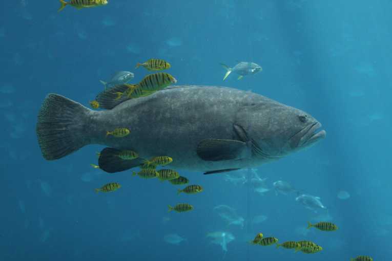 Big Fish Wallpapers - Wallpapers