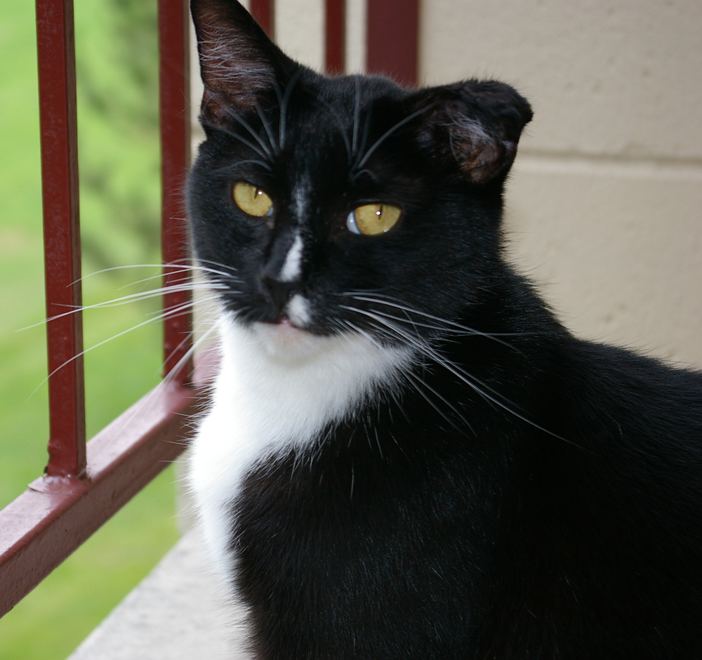 Catsparella: Pride and Prejudice and Cats