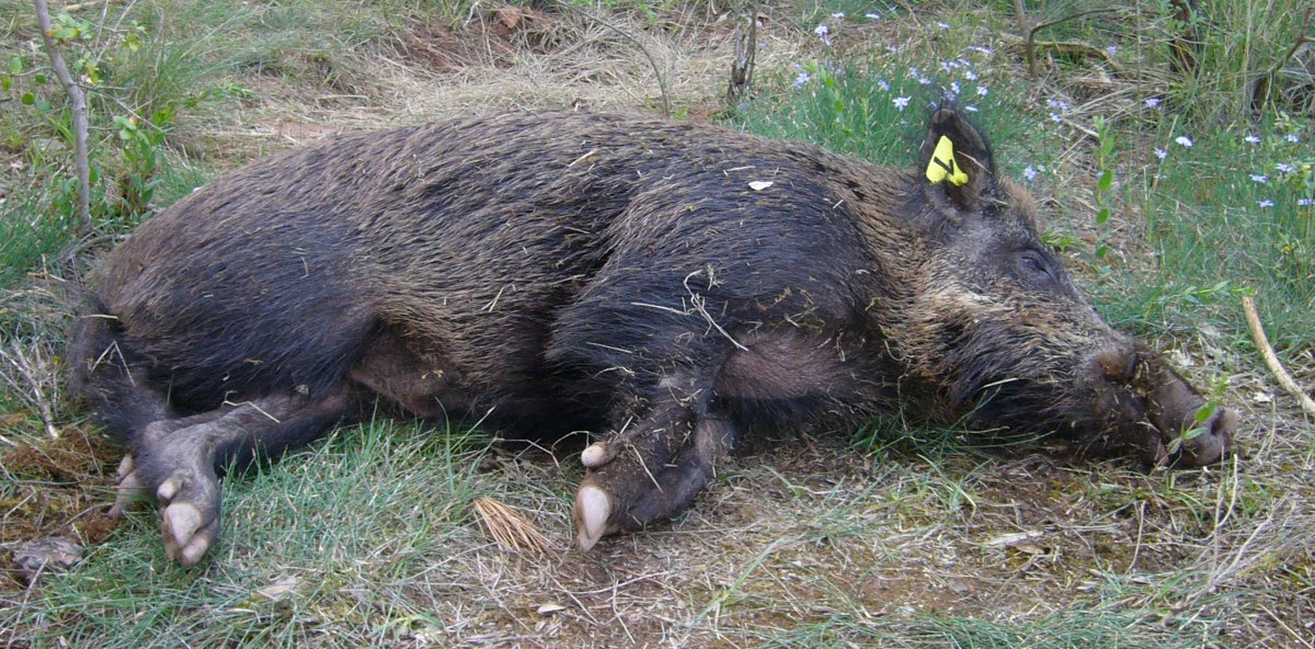 VIDA DE SENGLAR