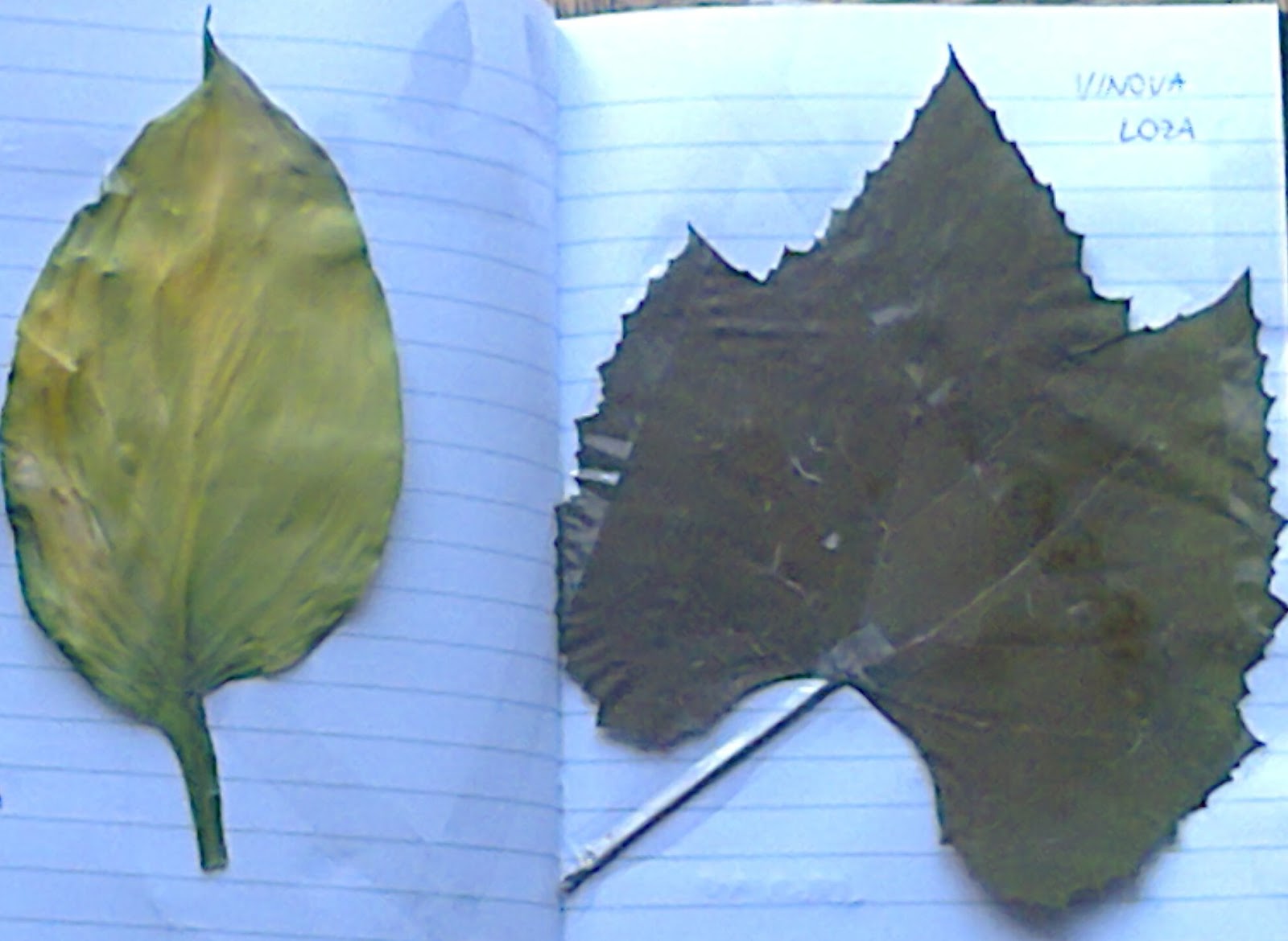 Stepfordska supruga: Herbarij ili kakve ukrase napraviti od lišća