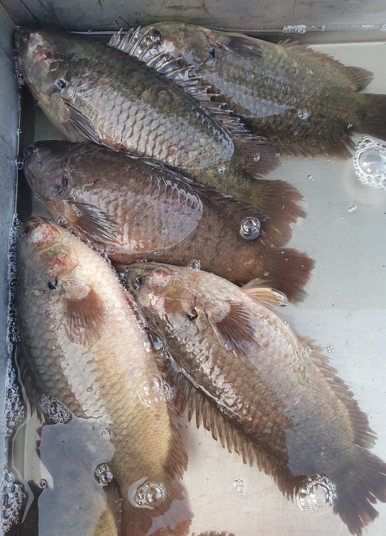 Warisan Petani: MB 176 : Ikan Puyu Goreng