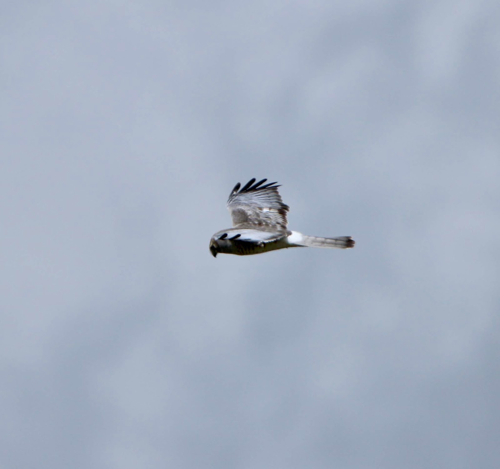 Various Oregon Birding Piks: Northern Harrier
