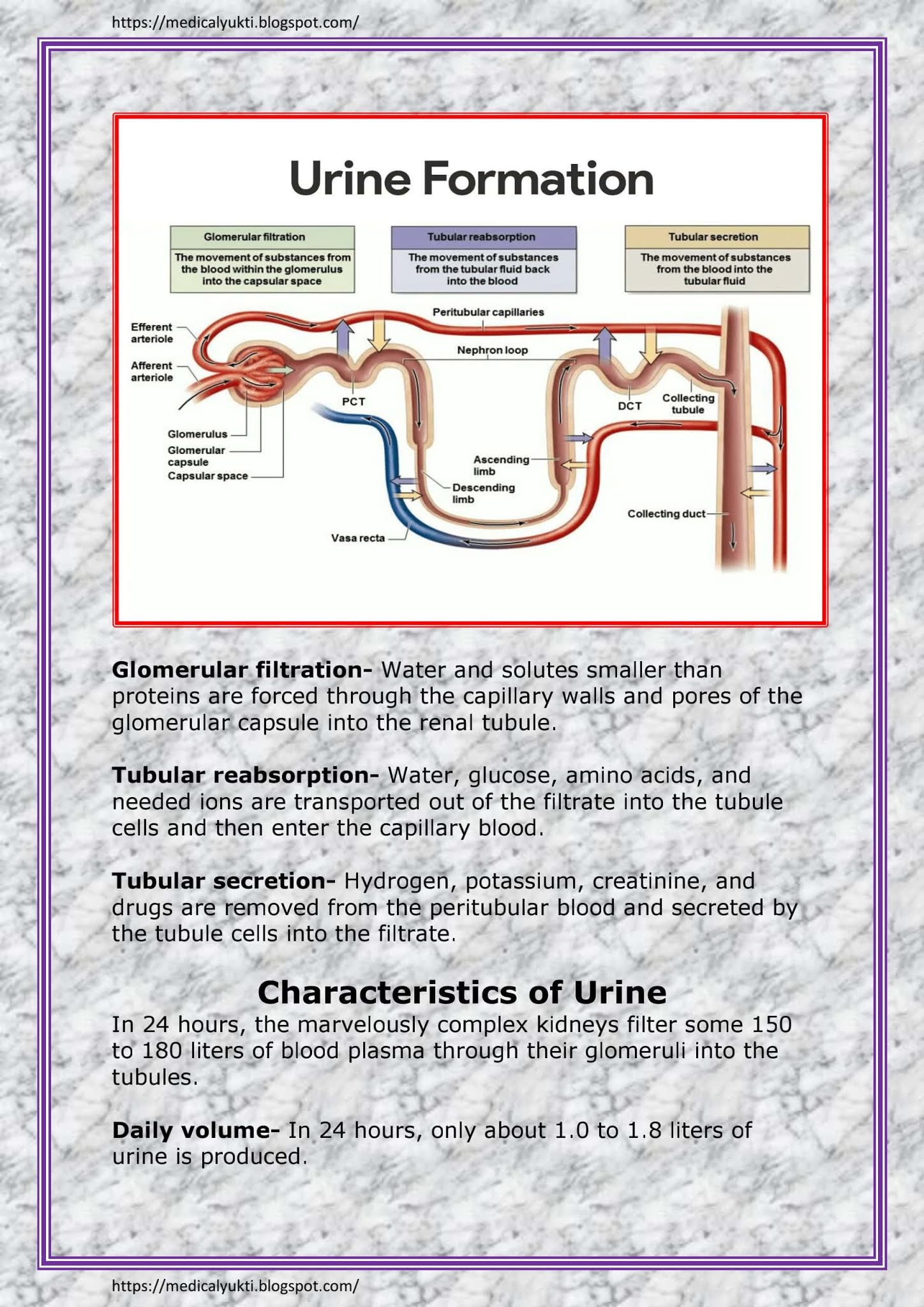 Urinary System Anatomy Physiology - Medical Yukti