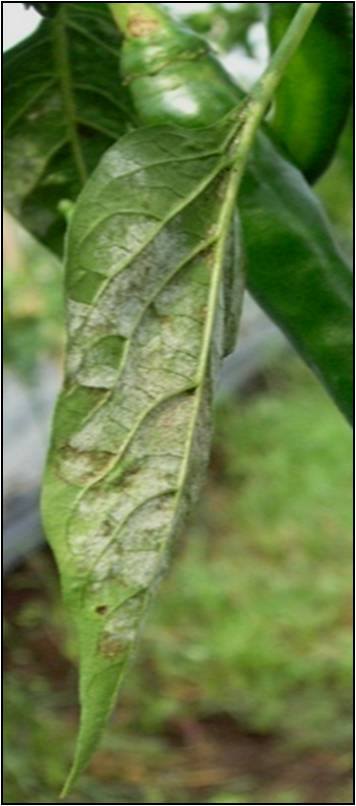 EMBUN TEPUNG PADA PERMUKAAN BAWAH DAUN CABE | Solusi Petani Nasa