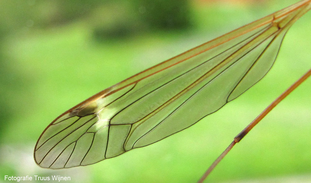 Wandel-, Fiets- en FotografieWeblog: Langpootmug (Tipula oleracea)