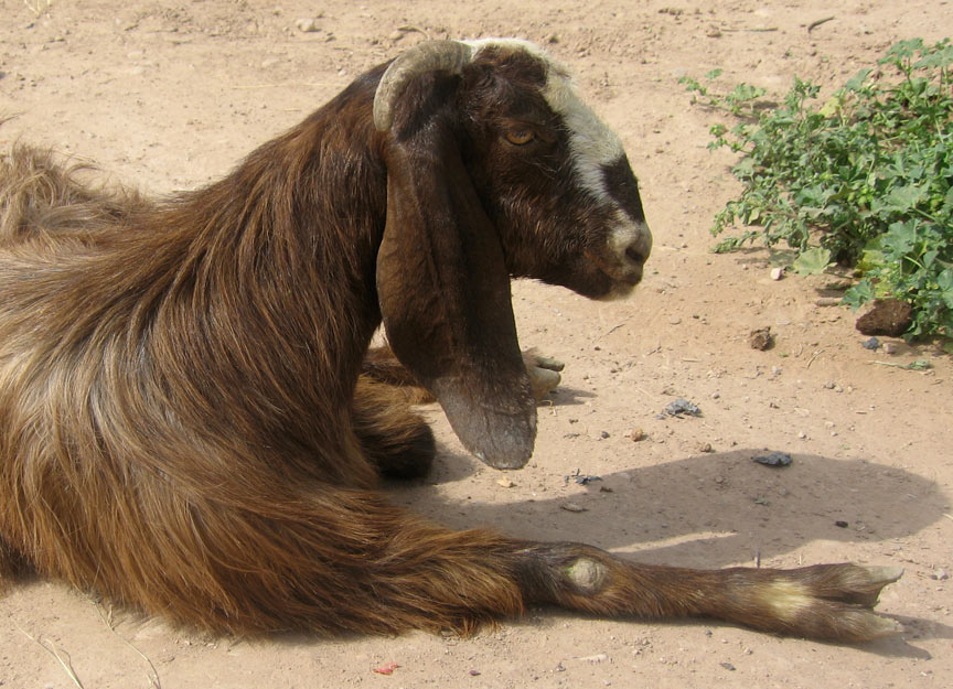 Jean Bradbury: Animals in Jordan