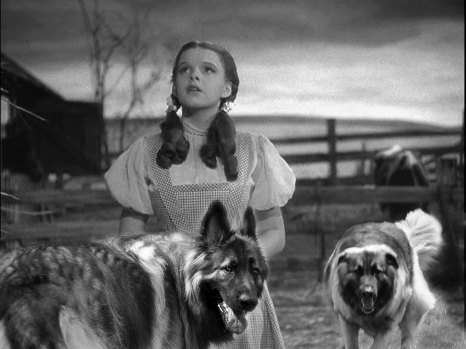 Cooper's Shiloh Shepherd Blog: Famous Movies - featuring ISSR Shiloh ...