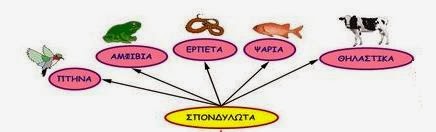 Δ΄ τ@ξη... του διαδικτύου!!: Σπονδυλωτά και ασπόνδυλα ζώα