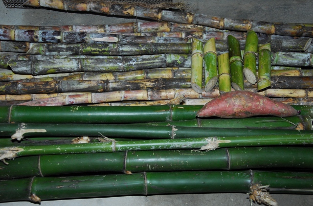 Con dúi ăn gì? Kiến thức cho người mới tập nuôi dúi giống ~ Dúi giống ...