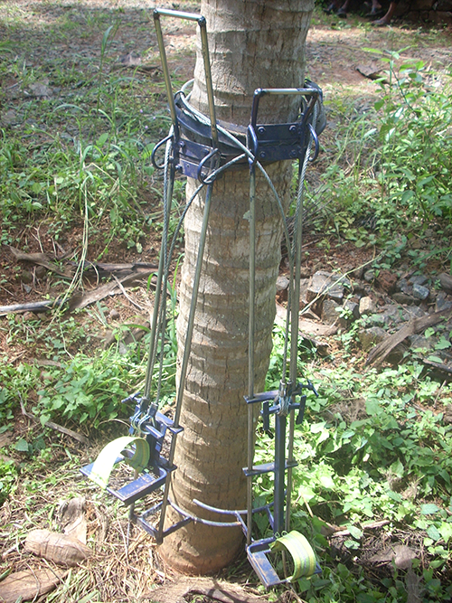 Coconut climbing machine price specification and how it works | All For ...