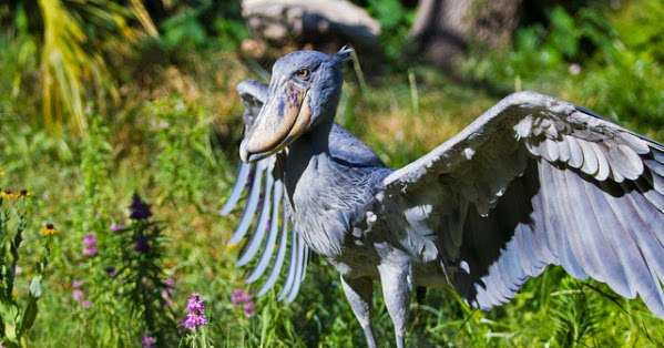 Most Amazing Things in the World - Amazing facts, Incredible Videos ...