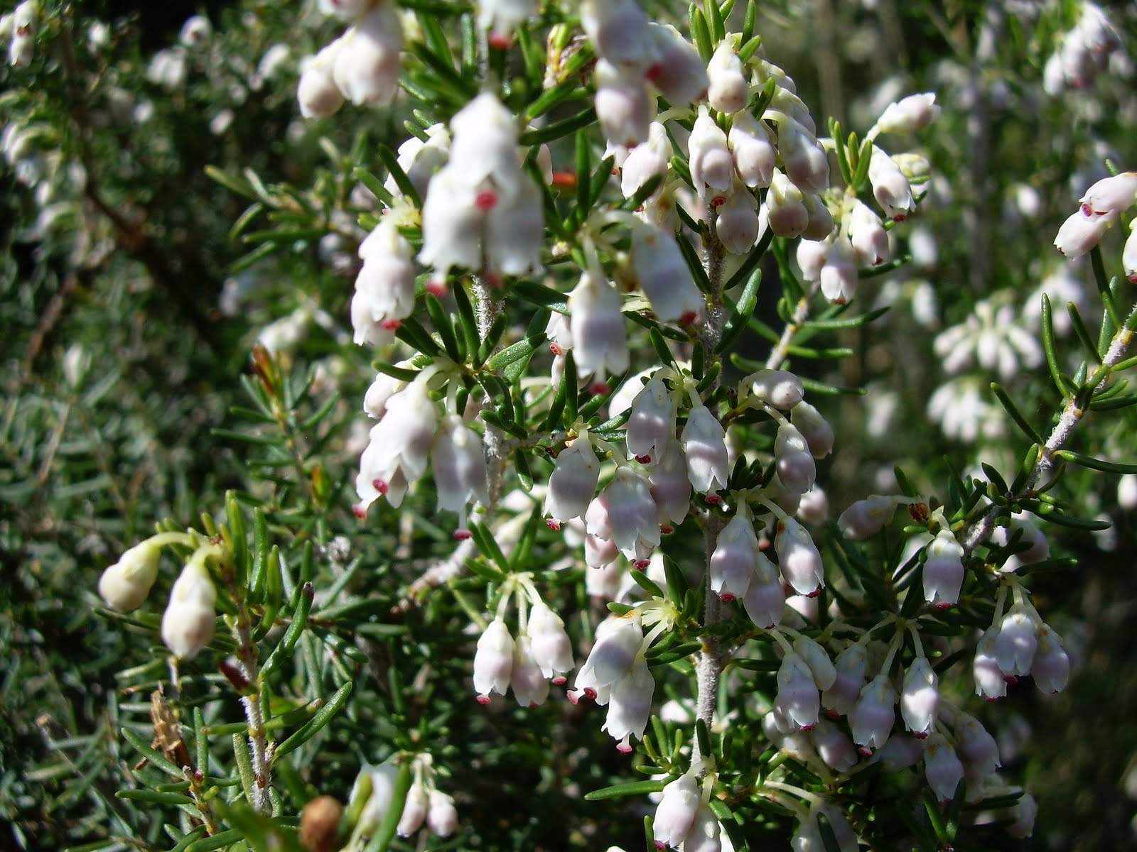 Erica arborea L.