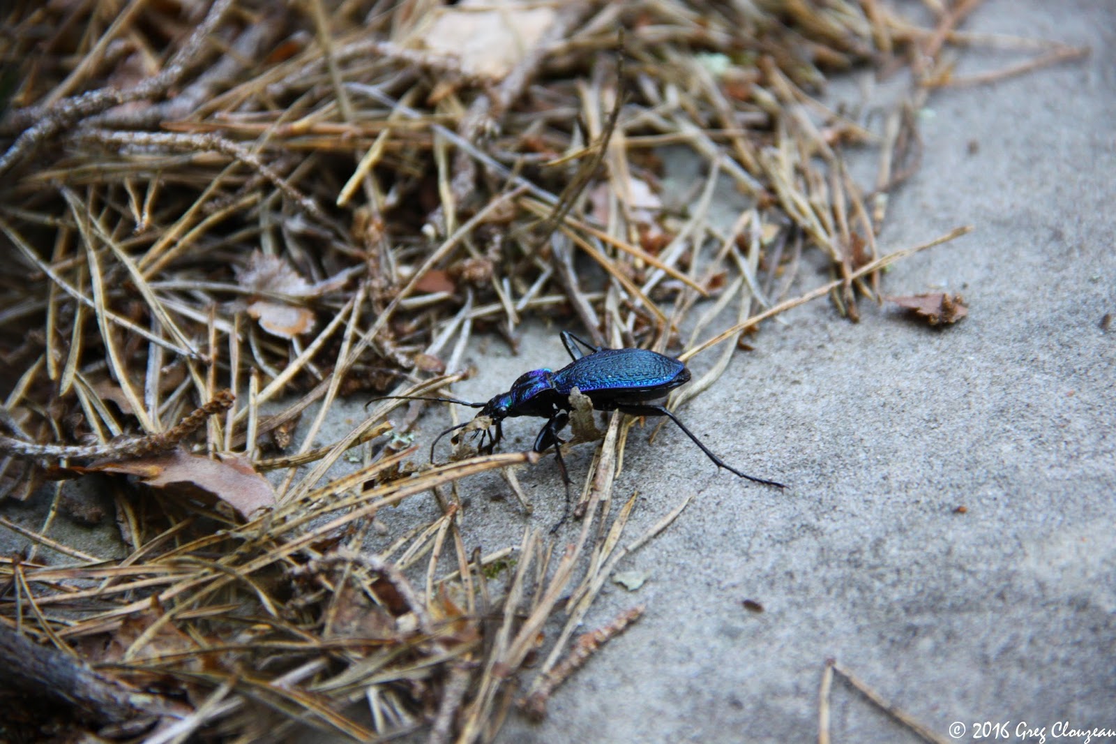 Carabe, vous avez dit Carabe à Fontainebleau ! ~ FontaineBleau Passion
