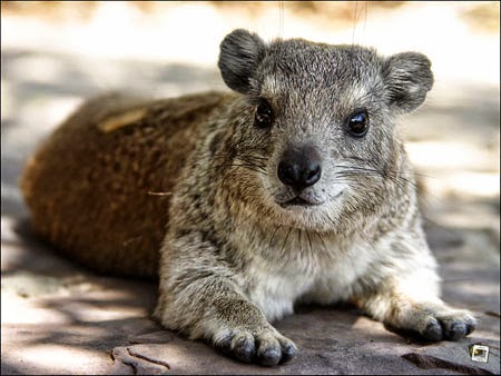 Info animales: DAMANES