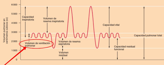 Fisiología Humana-Volúmenes y Capacidades pulmonares : 5. VOLUMEN CORRIENTE