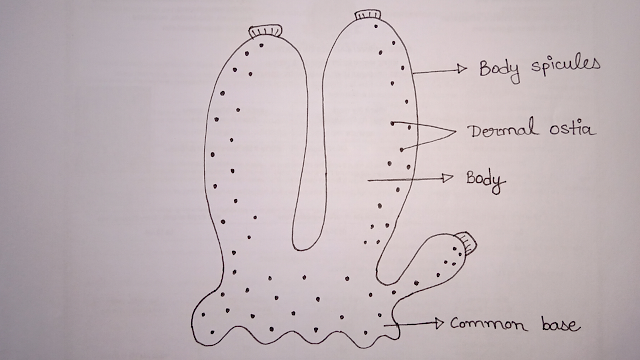 Dear Study: Sycon Images | Drawing of Sycon
