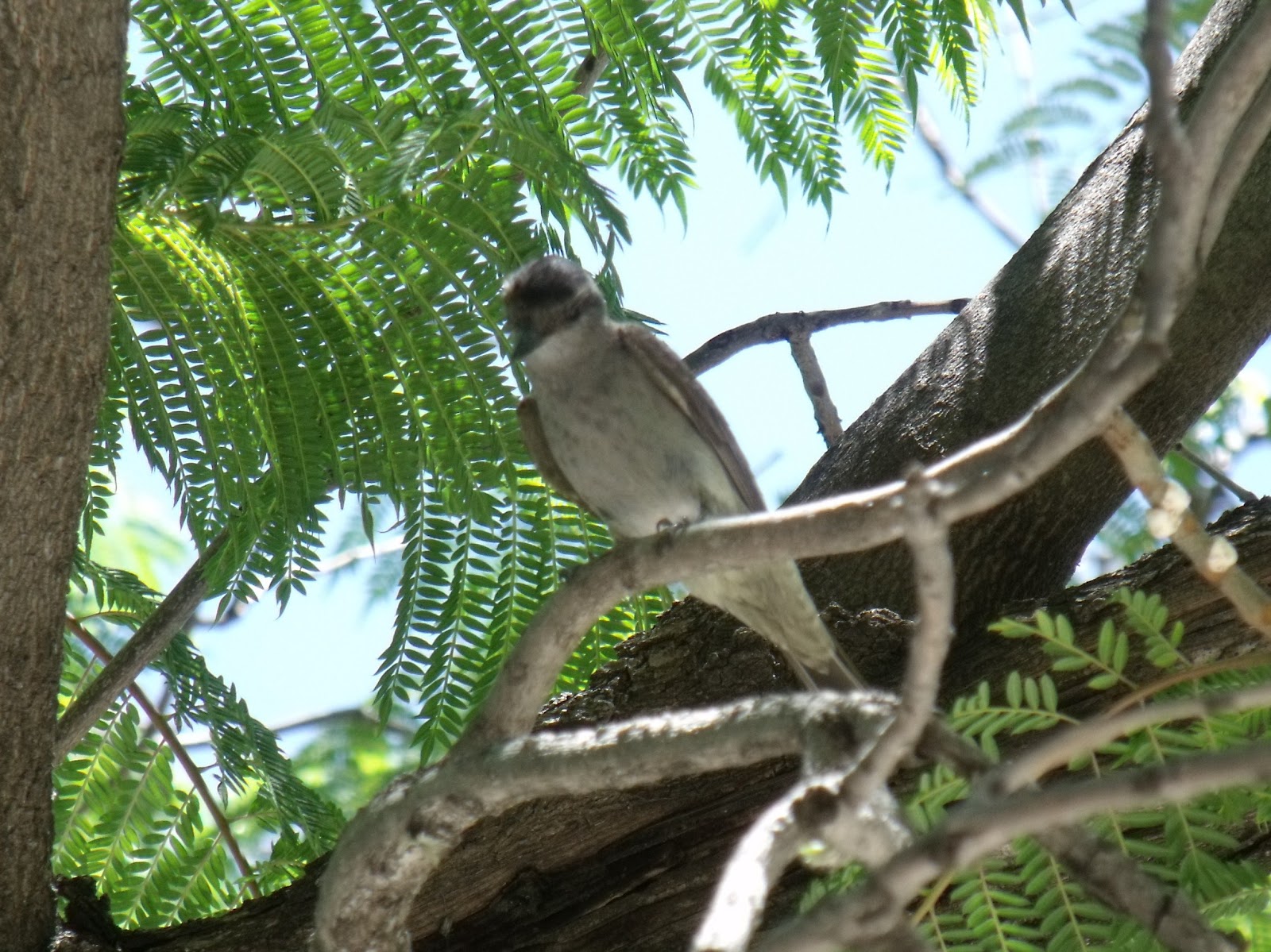 NATURALEZA Y CULTURA: Donde mataron al Chacho
