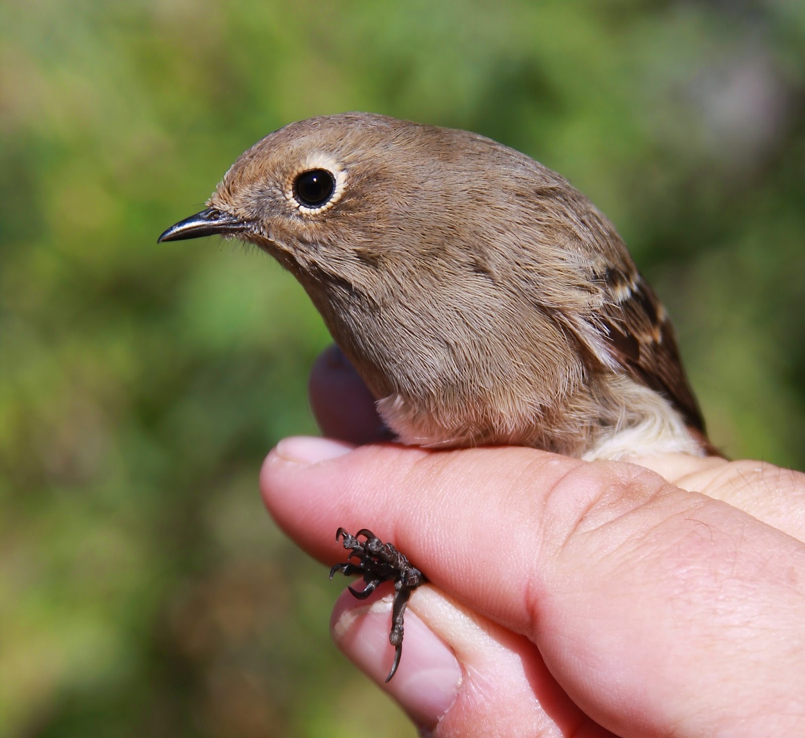 Chokpak and Lake Kyzylkol: Kazakhstan - Bird Ringing September 2013 ...
